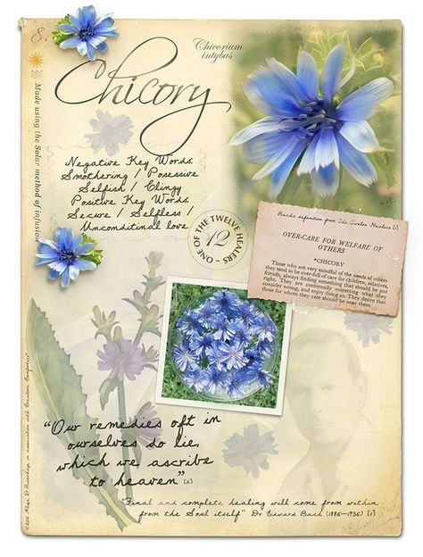 Flower Essence Card – GAIA Holistic Living